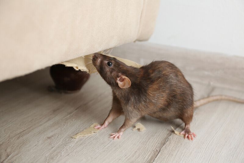 Ratten Im Haus